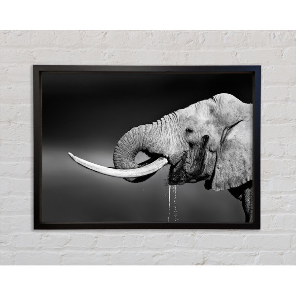 Bright Star Elefant Drink - Einzelner Bilderrahmen Kunstdrucke auf Leinwand | Wayfair.de